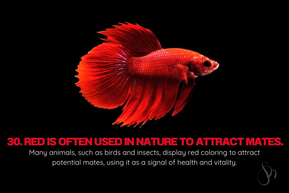44 Fun Facts About The Color Red - S O N J A ° N E U M E Y E R