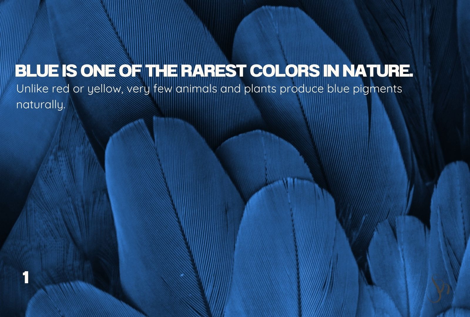 58 Fun Facts about the Color Blue - Part 1 - S O N J A ° N E U M E Y E R