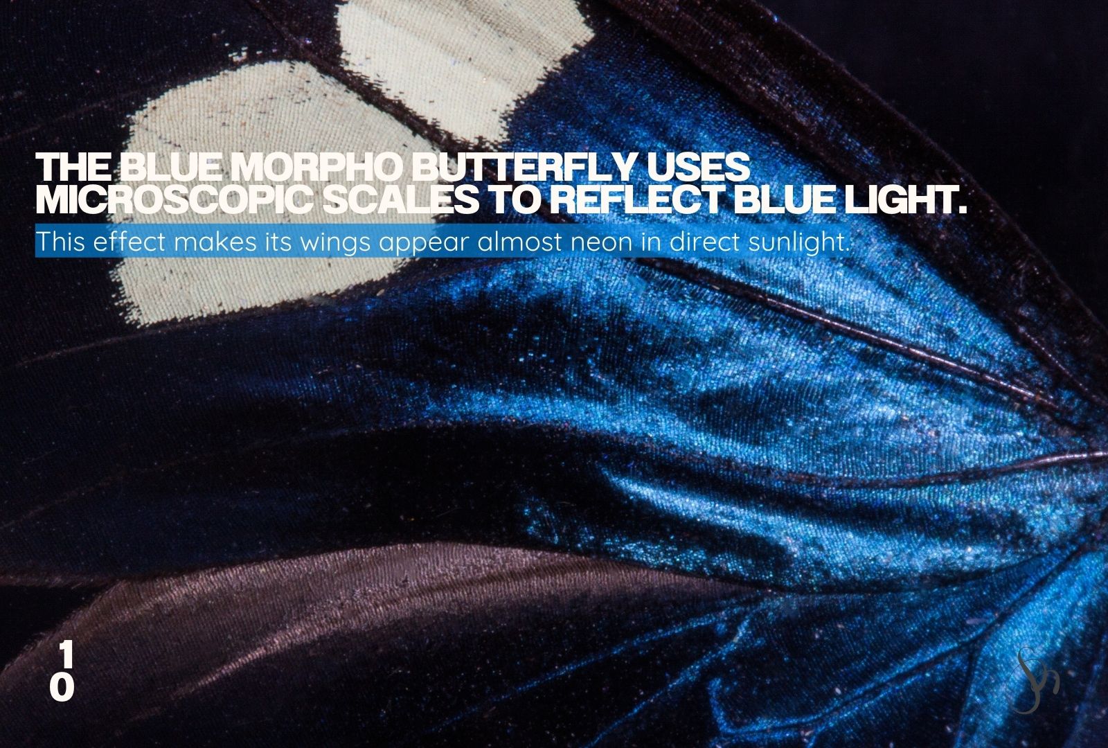 58 Fun Facts about the Color Blue - Part 1 - S O N J A ° N E U M E Y E R