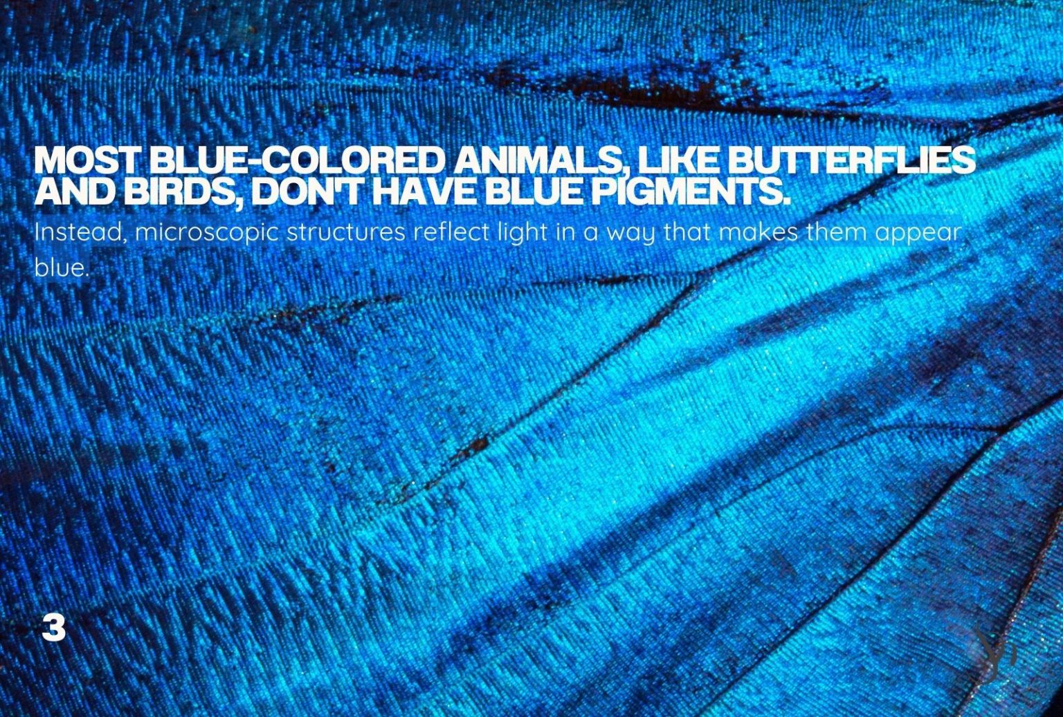 58 Fun Facts about the Color Blue - Part 1 - S O N J A ° N E U M E Y E R