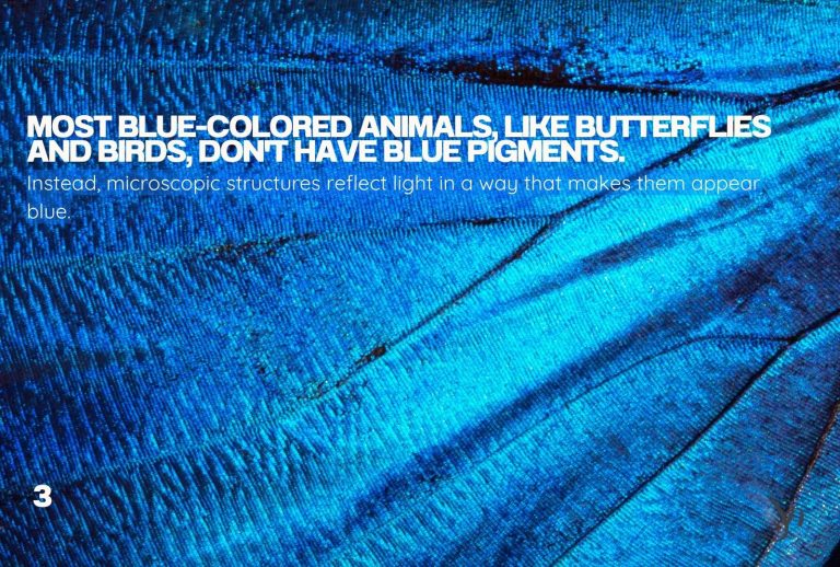 58 Fun Facts about the Color Blue - Part 1 - S O N J A ° N E U M E Y E R