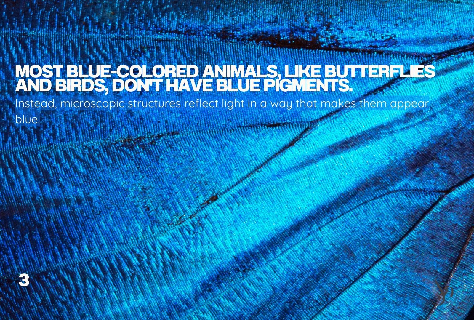 58 Fun Facts about the Color Blue - Part 1 - S O N J A ° N E U M E Y E R